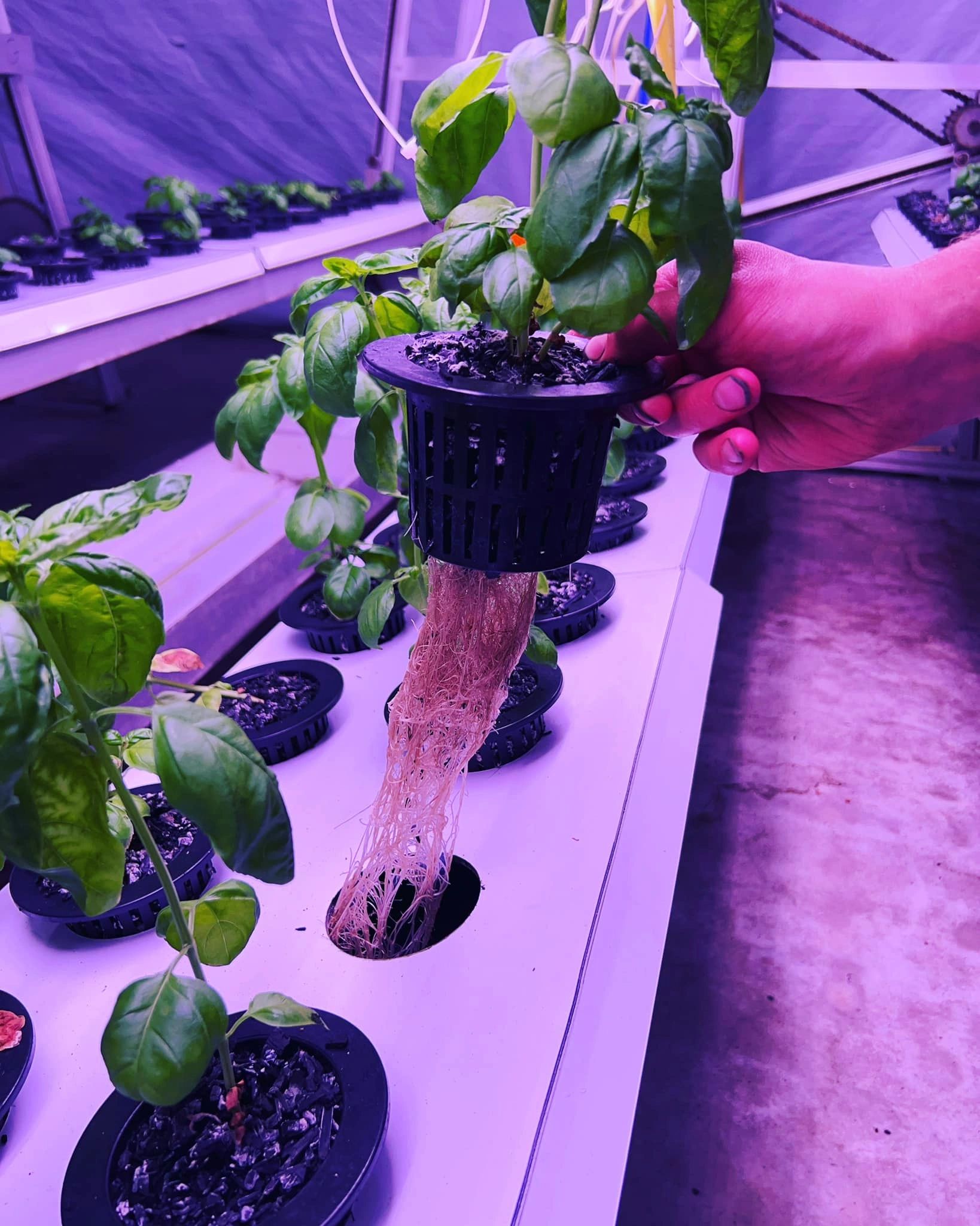Kratky Method: Hydroponic Gardening Techniques