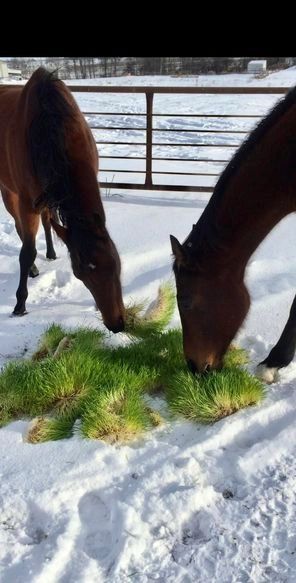 Benefits Of Using Barley To Grow Fodder For Farm Animals