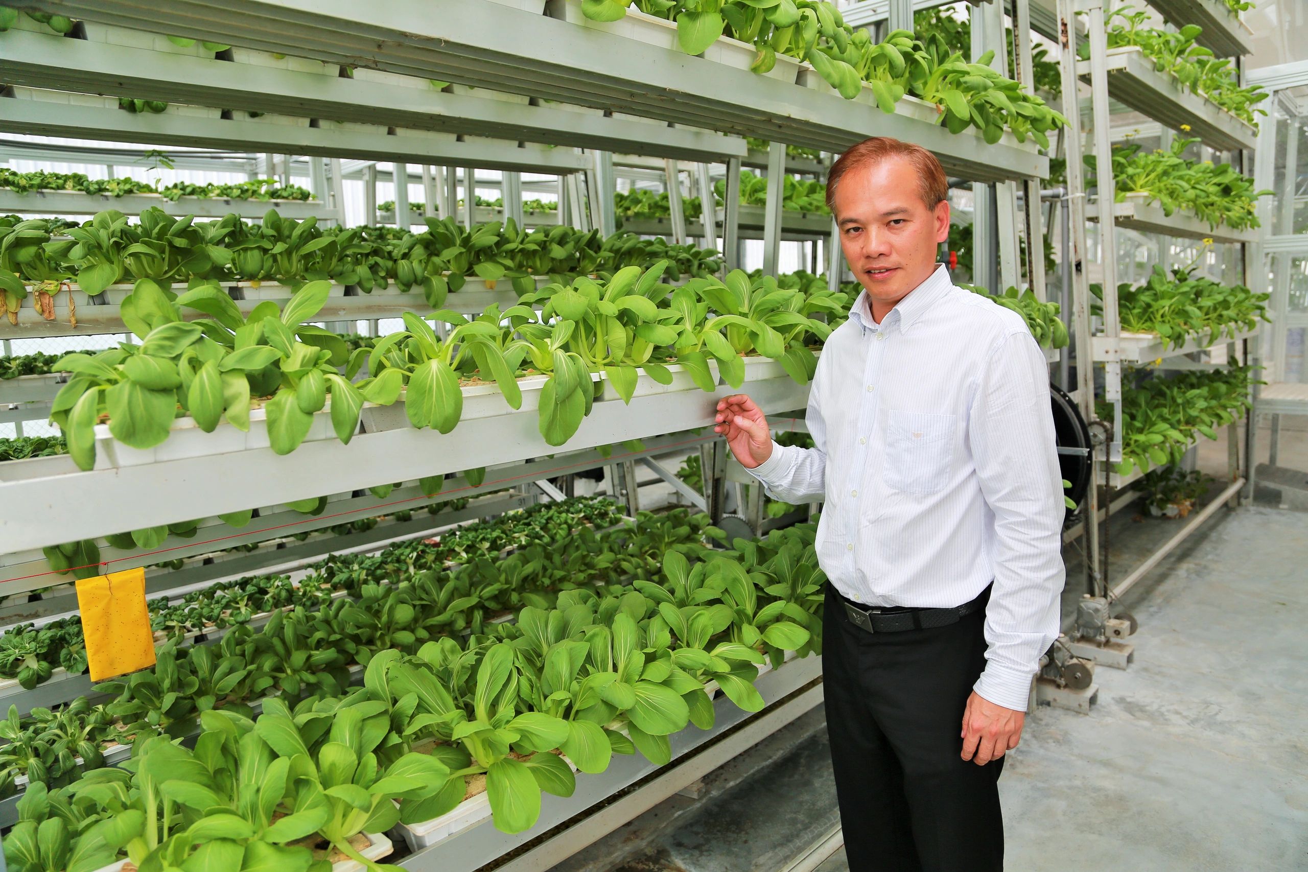 Sky-High Vegetables: Vertical Farming Sprouts In Singapore