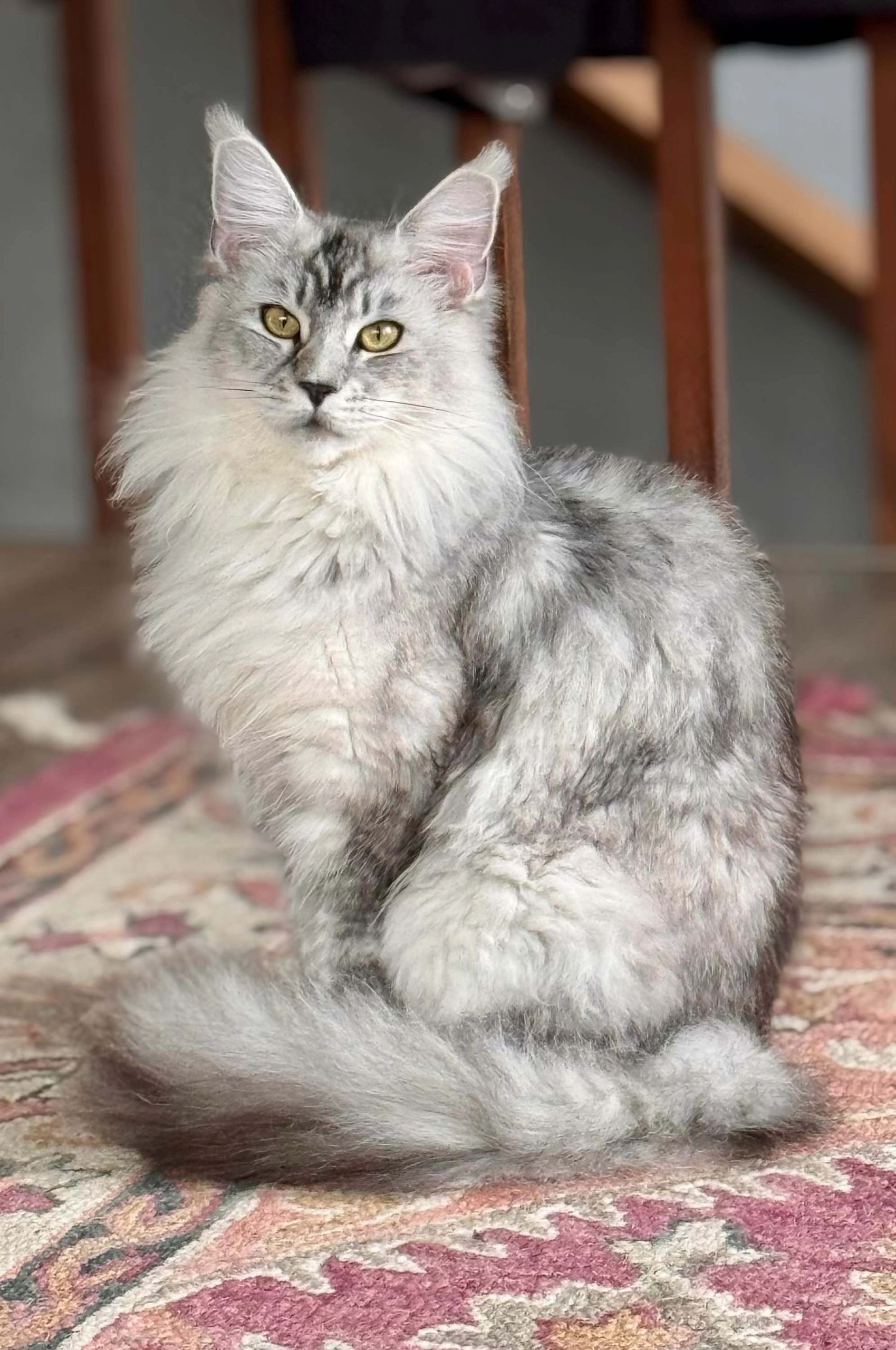 Adopt Your Maine Coon Cat Today | Bastet Maine Coons