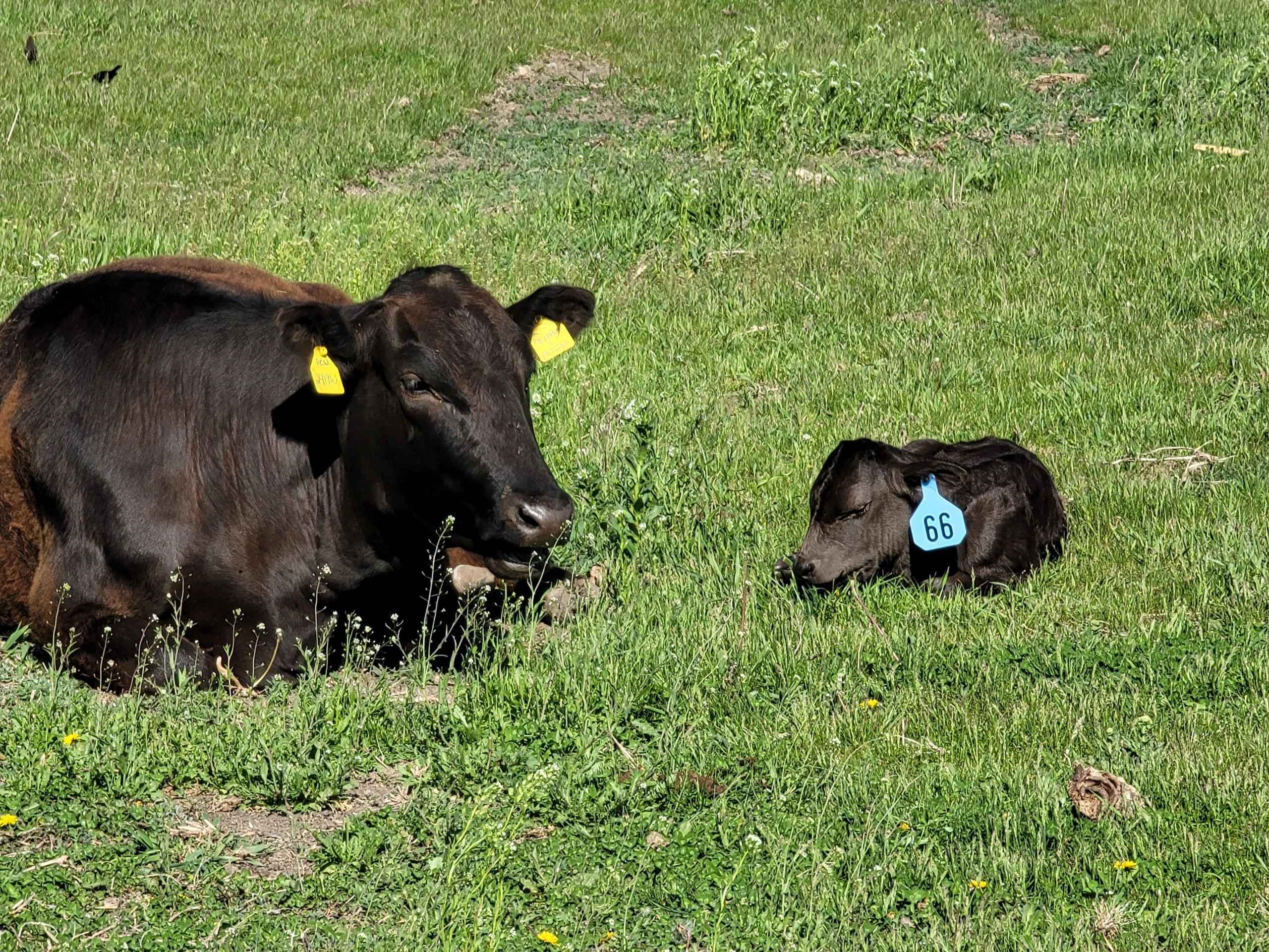 Wackel Farms Wagyu - Fullblood Wagyu Cattle, Wagyu Genetics