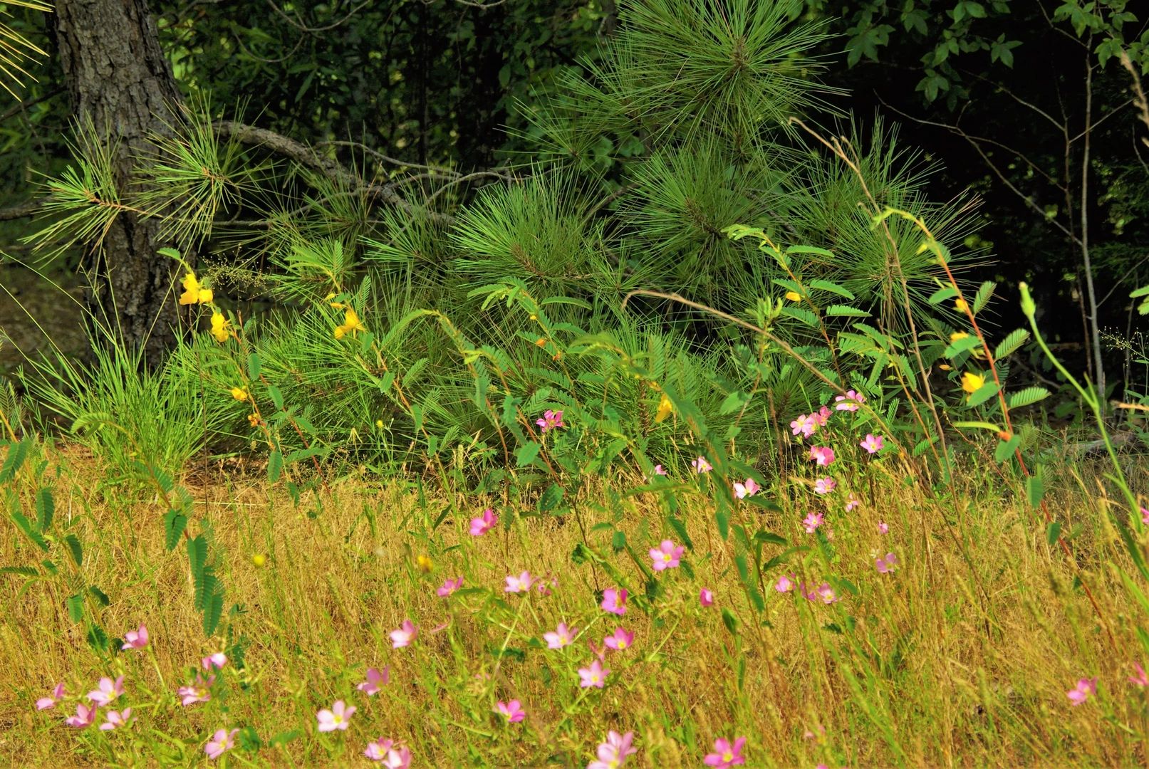 Hope Springs RV Campground