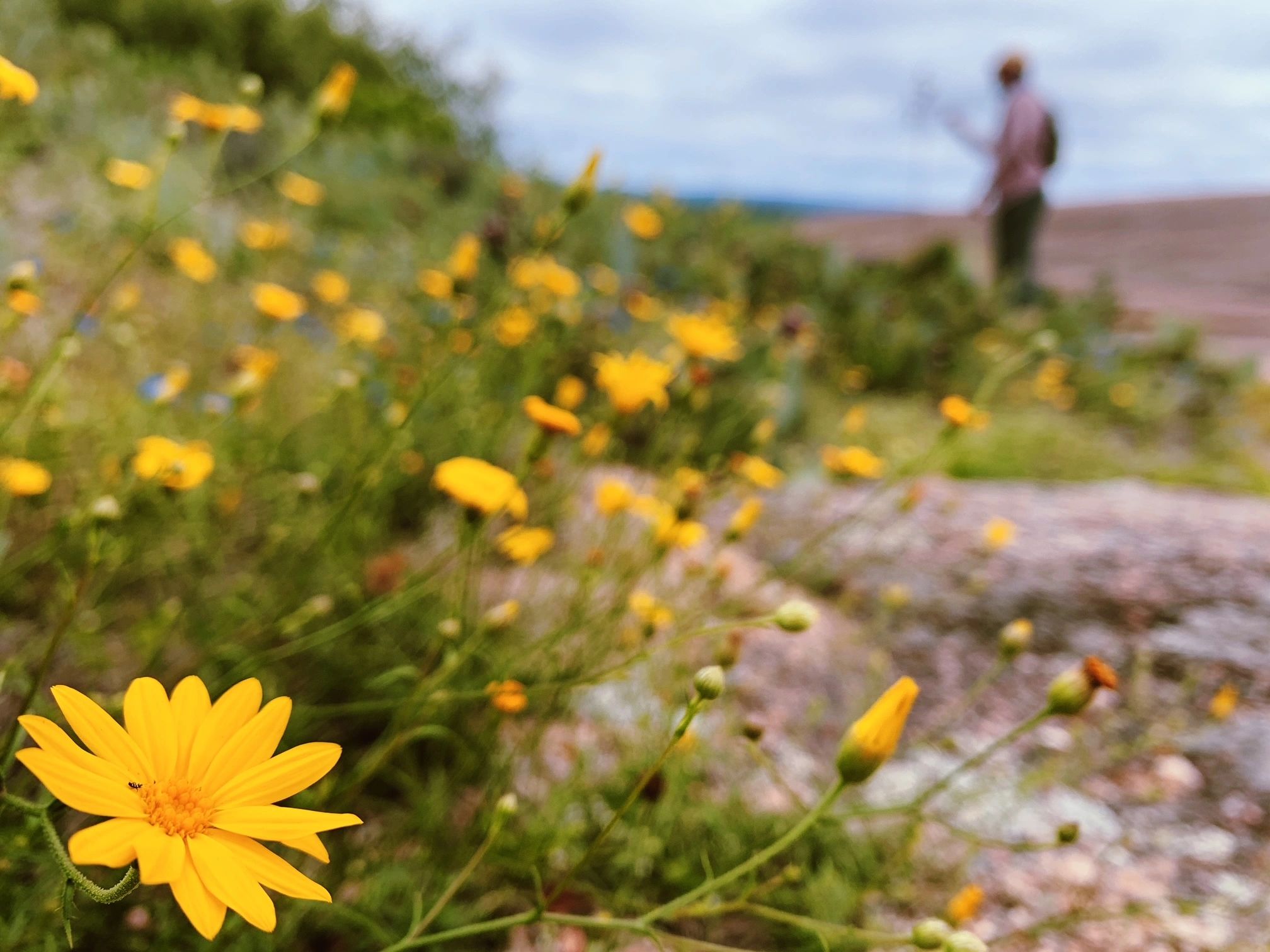 About | Lupine Marketing