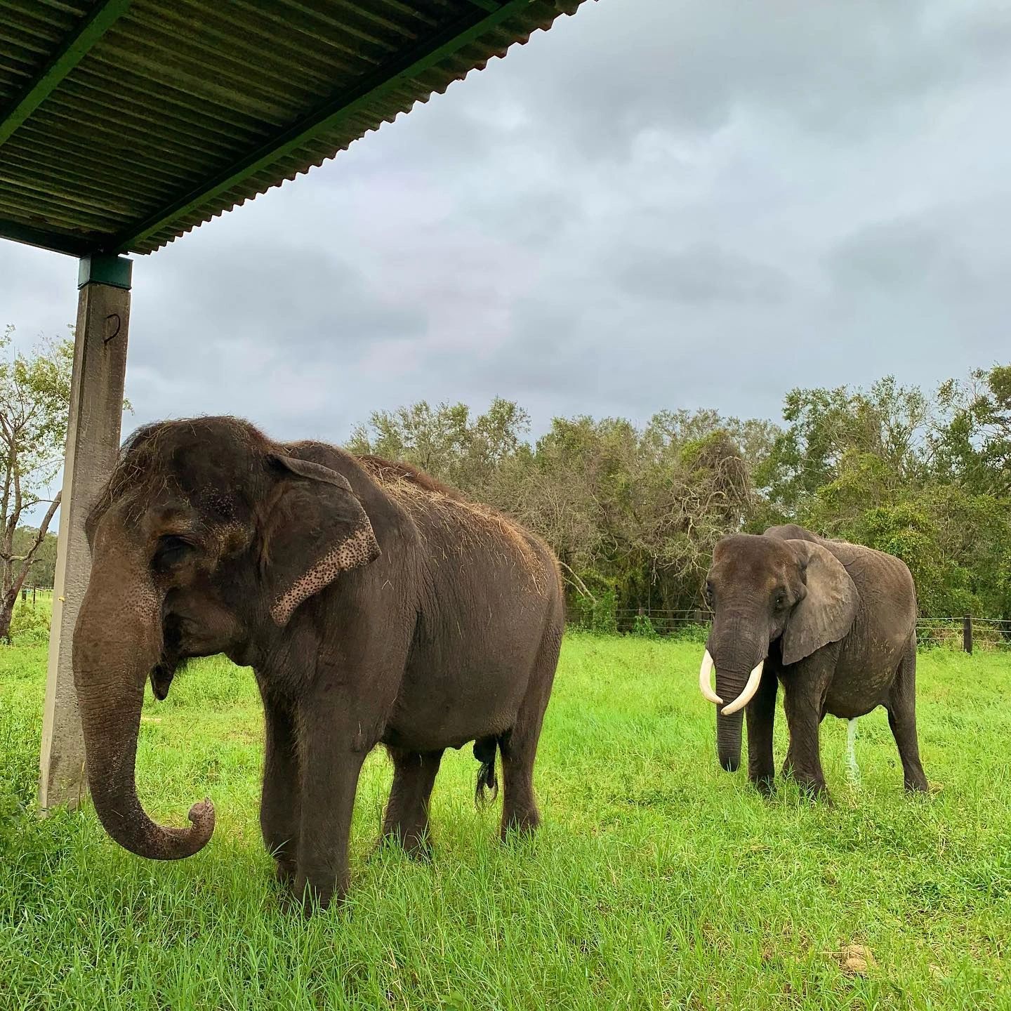 Sold Out Myakka Elephant Ranch w/ Solomons Castle