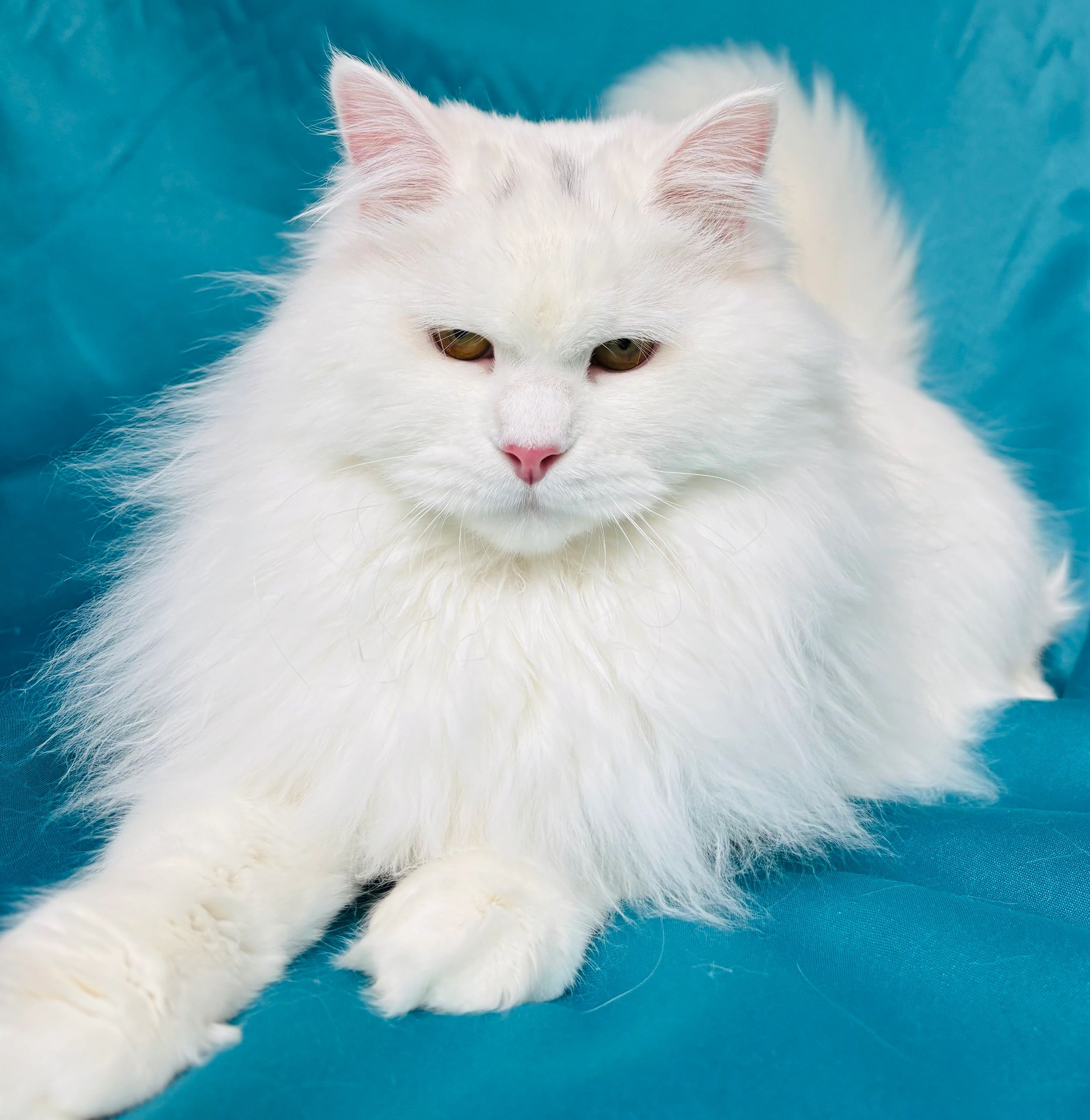 AVAILABLE Siberians