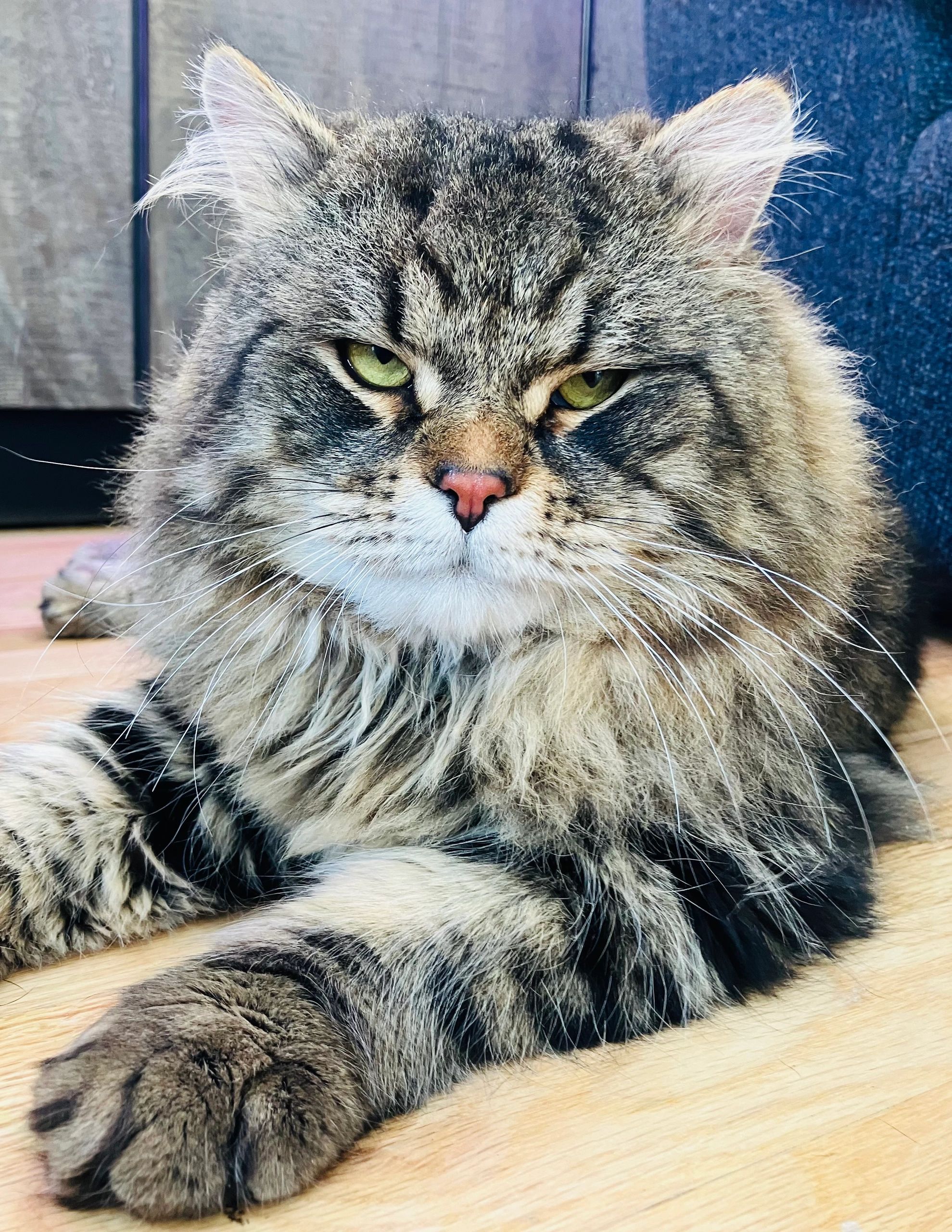 Siberian Cats | Low-Allergen Cats | Siberian Kittens Delivered