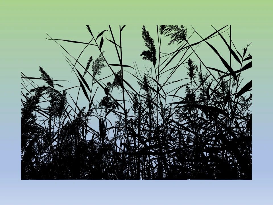 Tackling Overgrown Ditches