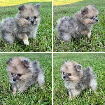 Available Puppies | Sweet N Sassy Pomeranians