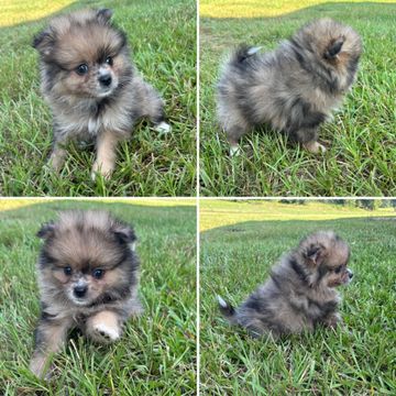Available Puppies | Sweet N Sassy Pomeranians