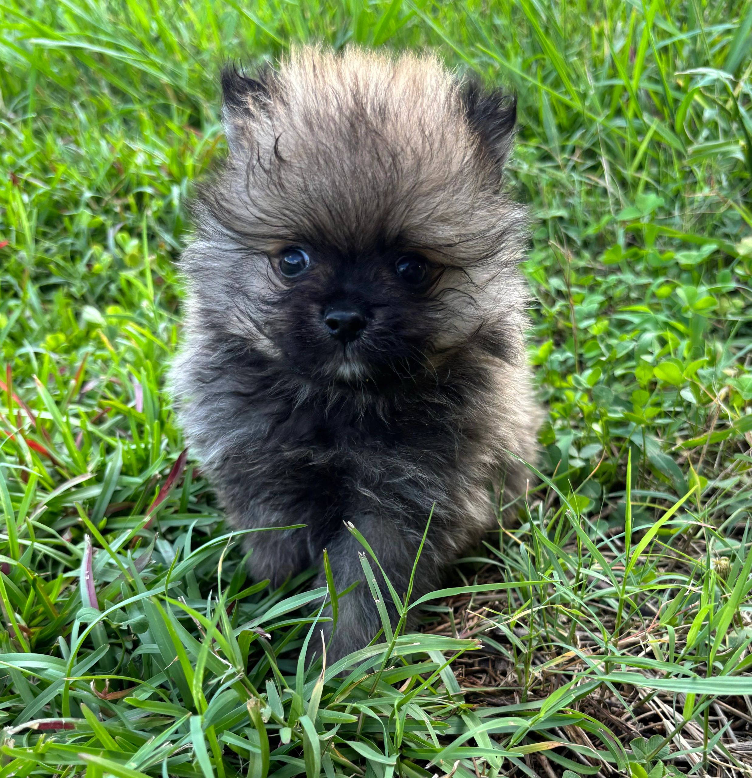 Sweet N Sassy Pomeranians - Pomeranian Breeders, Pomeranian Puppies ...