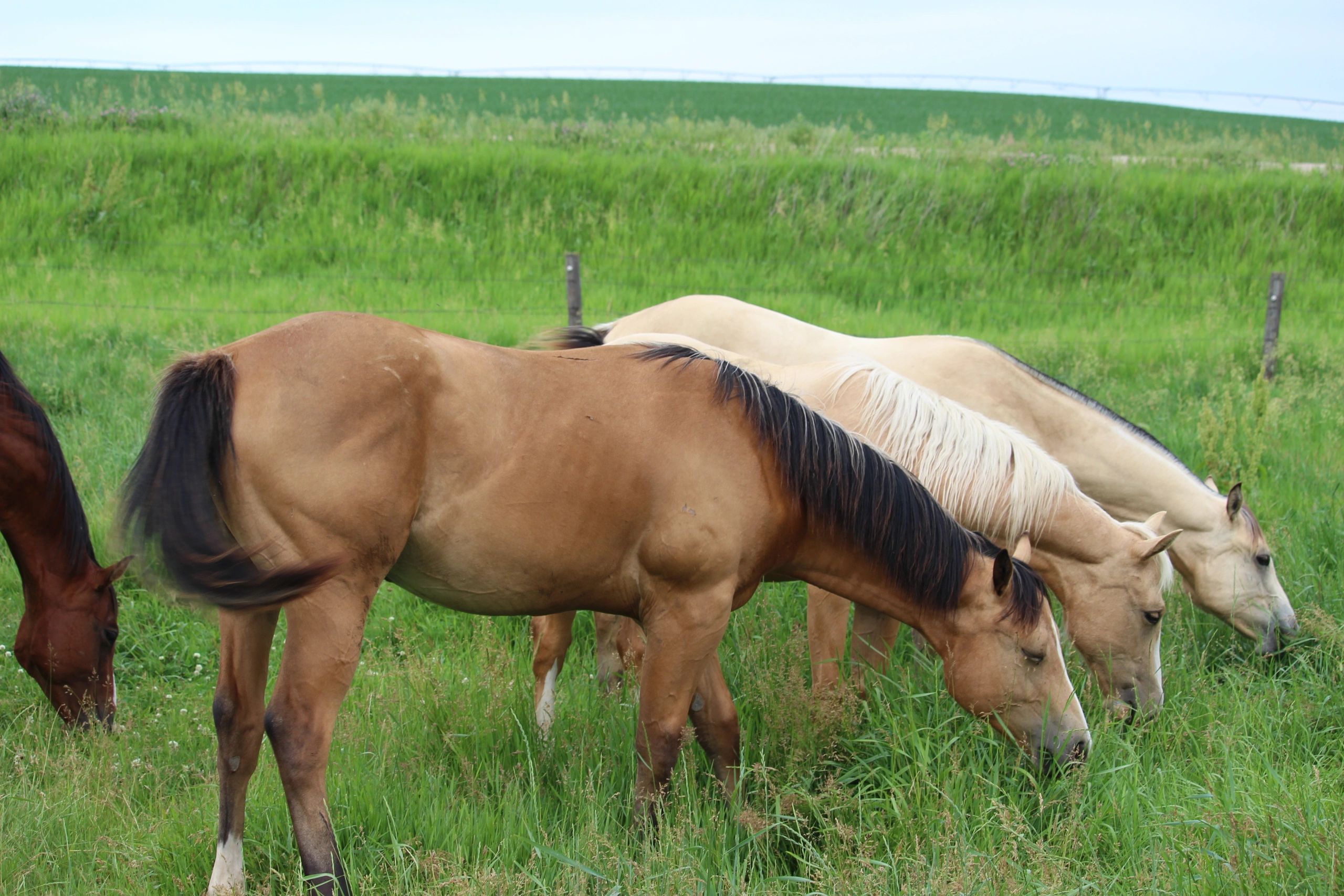 Breeding Stock | The Bar S Ranch