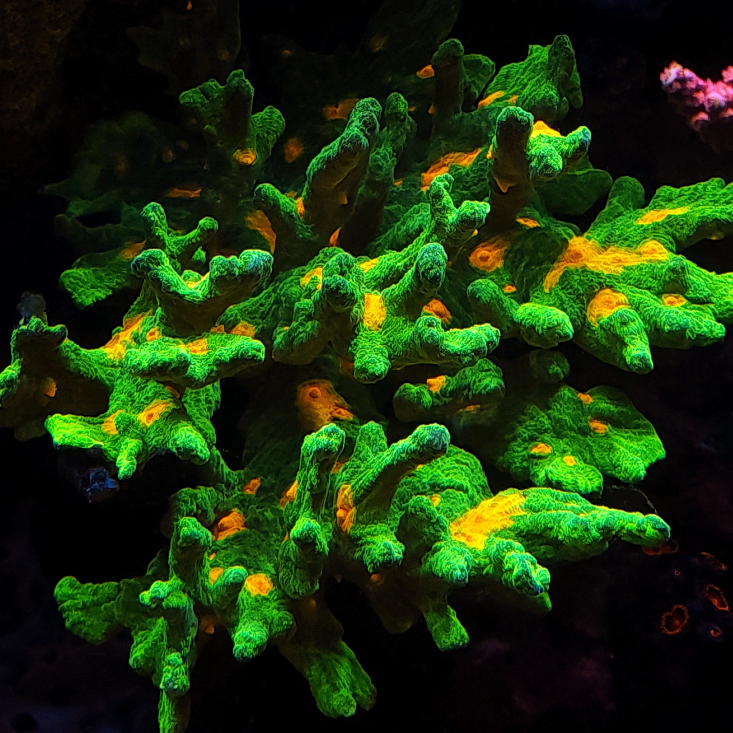 Looking Glass Aquarium