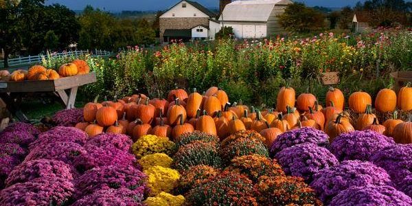 Amish Fall Harvest Tours | Amish Heritage Tours