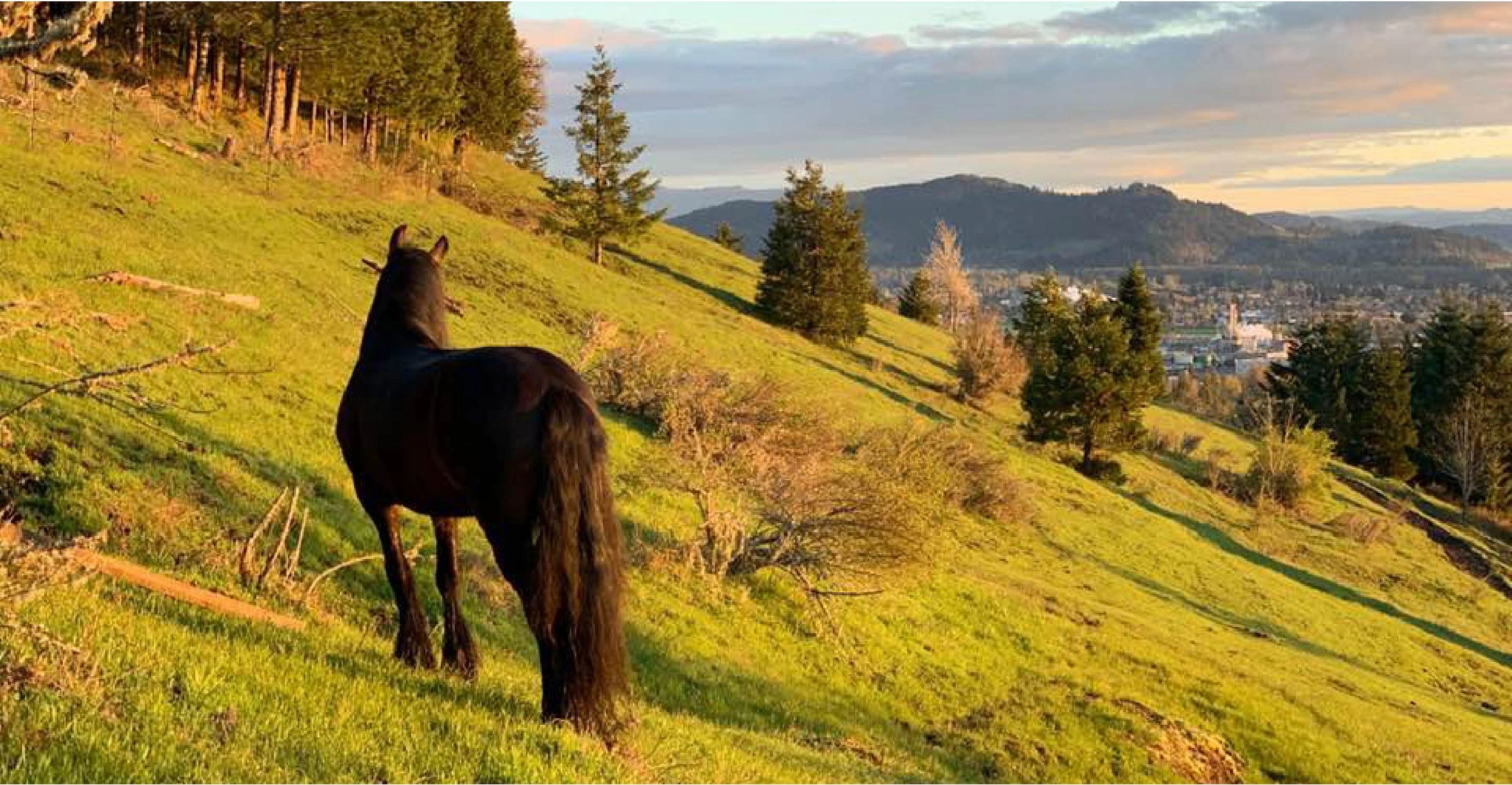 Dales Pony - Dales Pony Conservancy North America