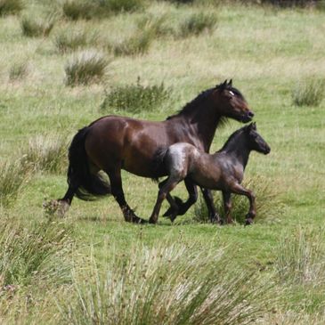 Dales Pony - Dales Pony Conservancy North America