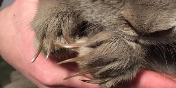 Grooming | The Bossy Bunny