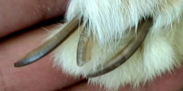 Grooming | The Bossy Bunny