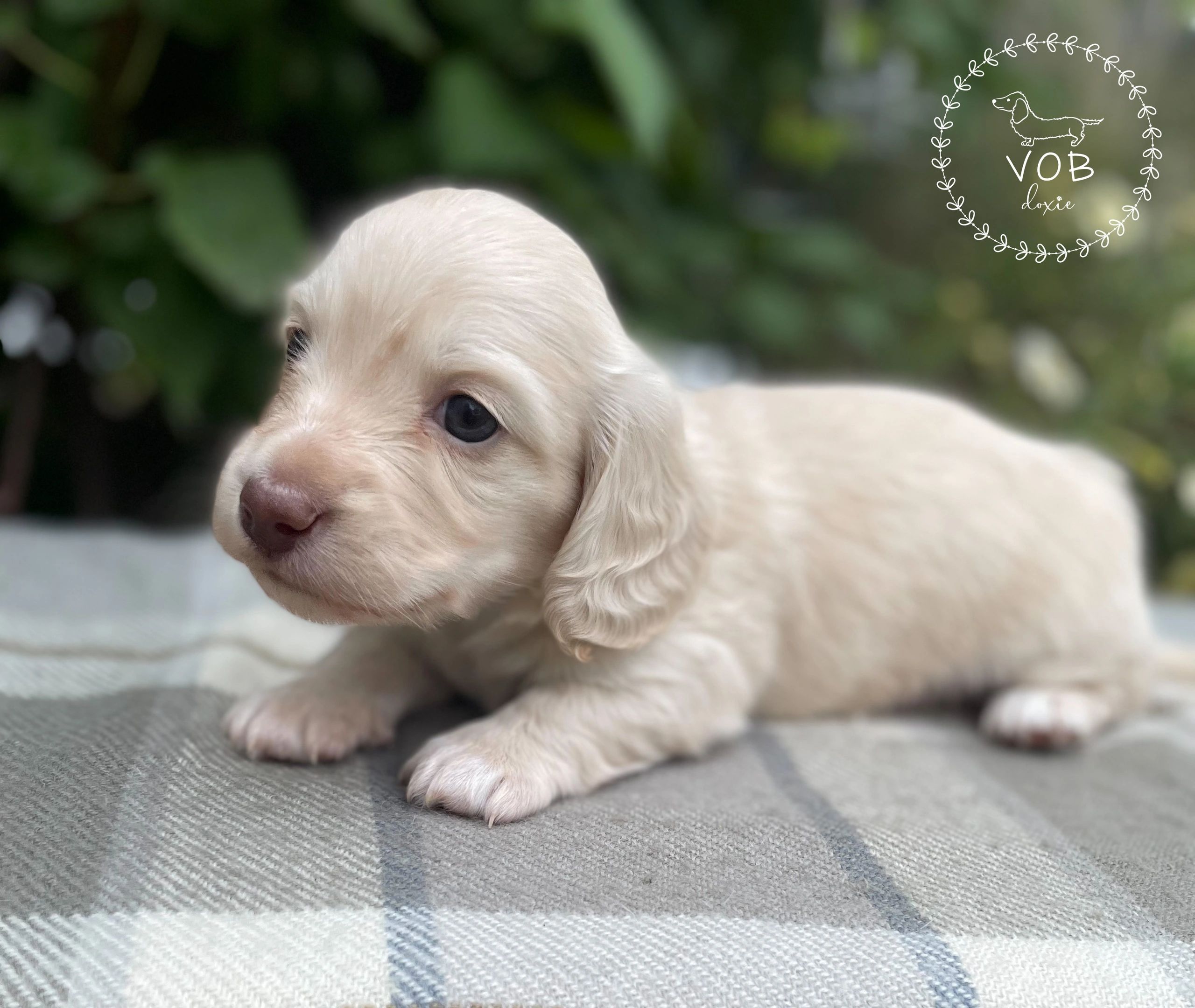 Miniature Dachshund Puppies White