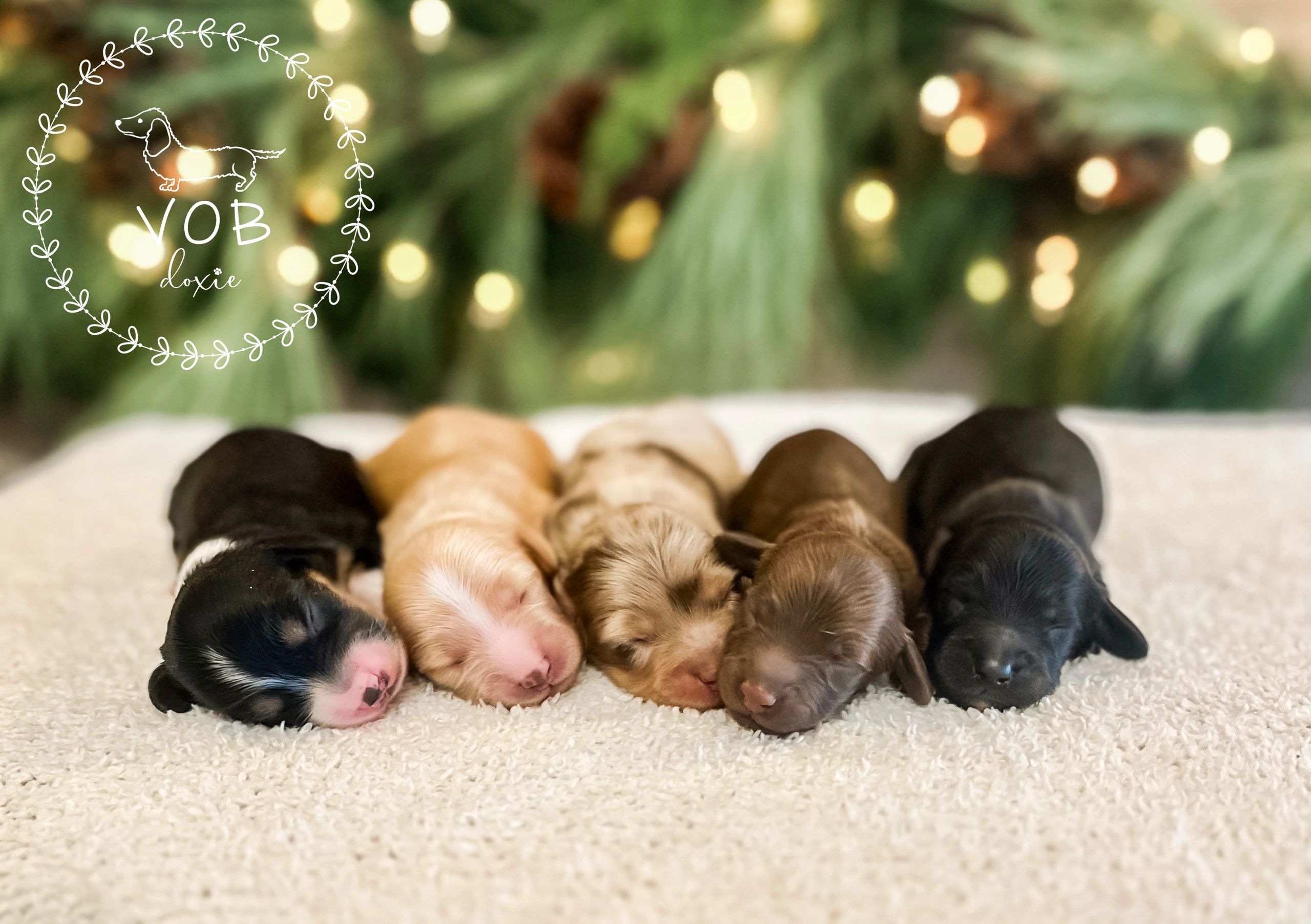 Newborn Miniature Dachshund Puppies