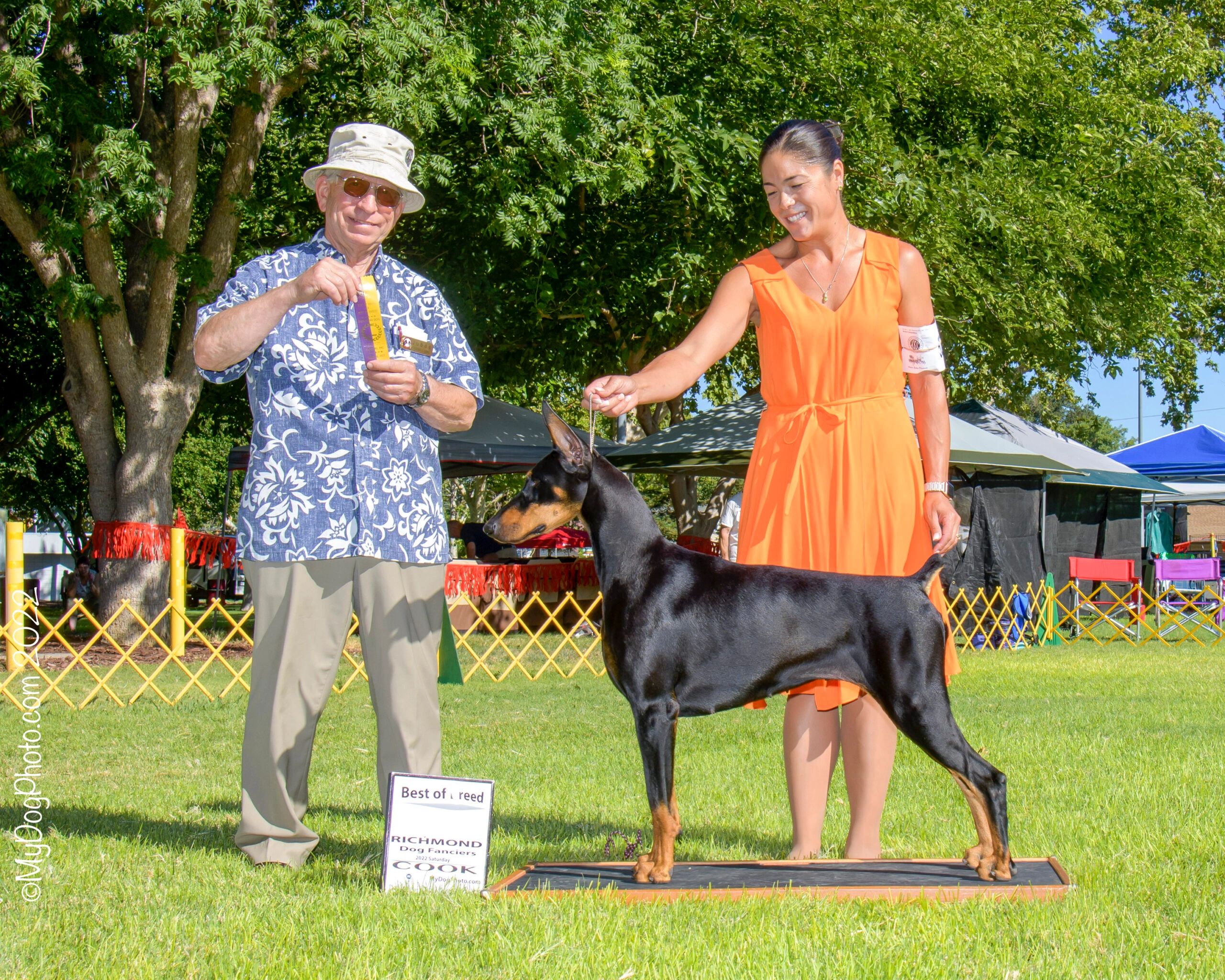 D'Vine Dobermans - Dobermans, Puppies, Breeder