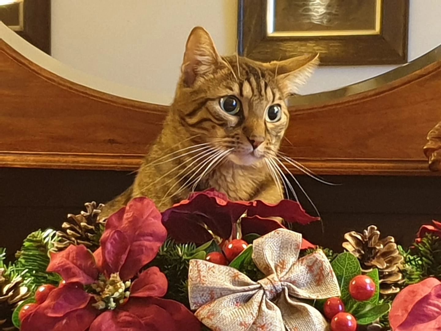 Casper's Cosy Cattery - Cattery, Cat, Pet Boarding and Pet Sitting