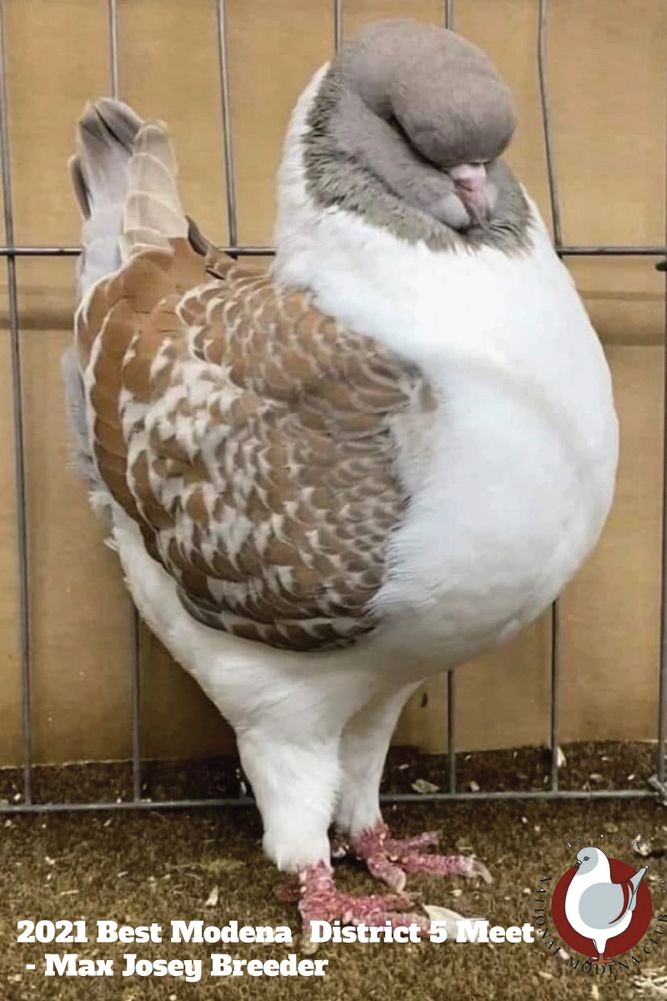 National Modena Club