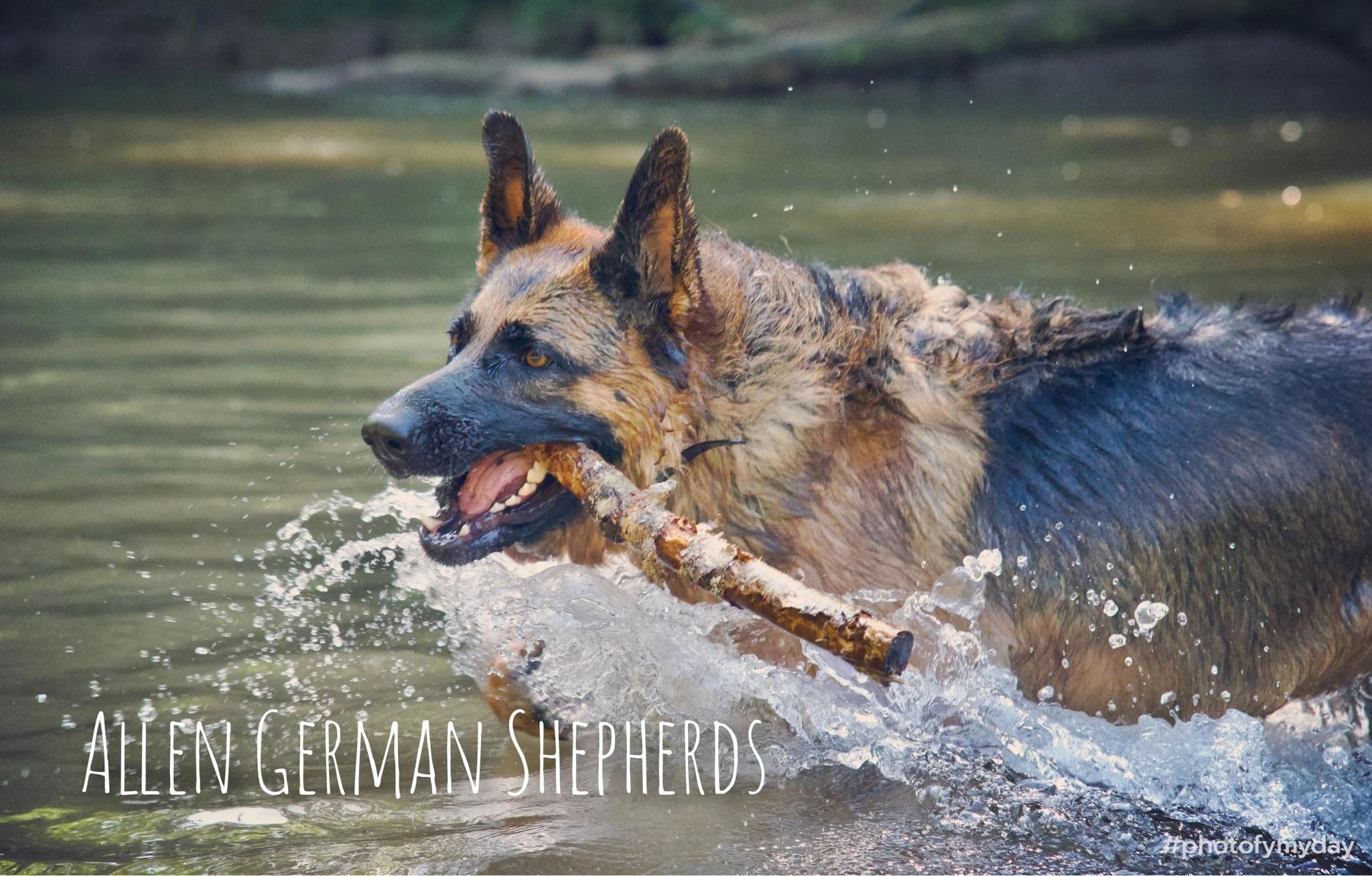 About Our Family | Allen German Shepherds