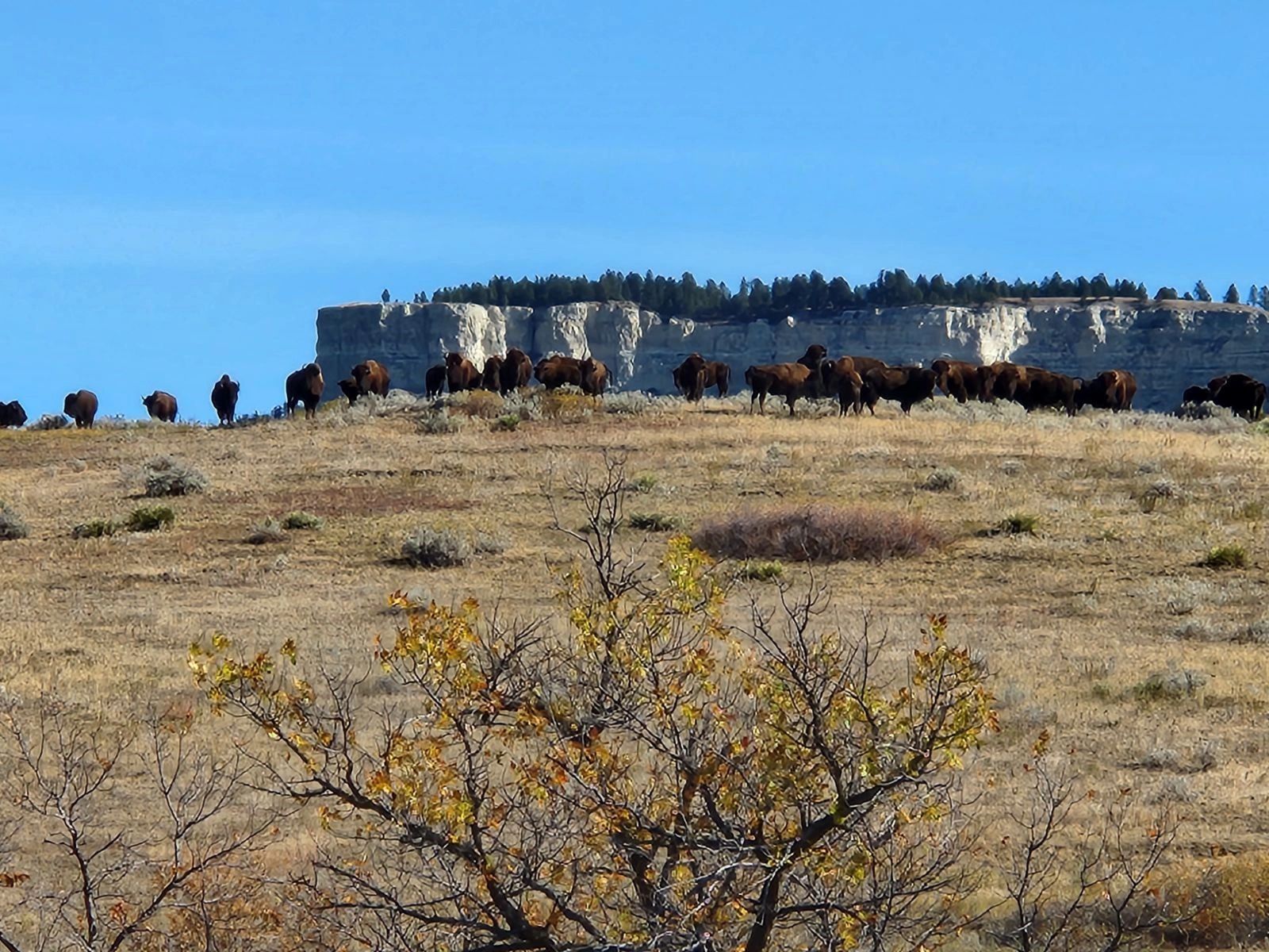 Montana Buffalo Hunt