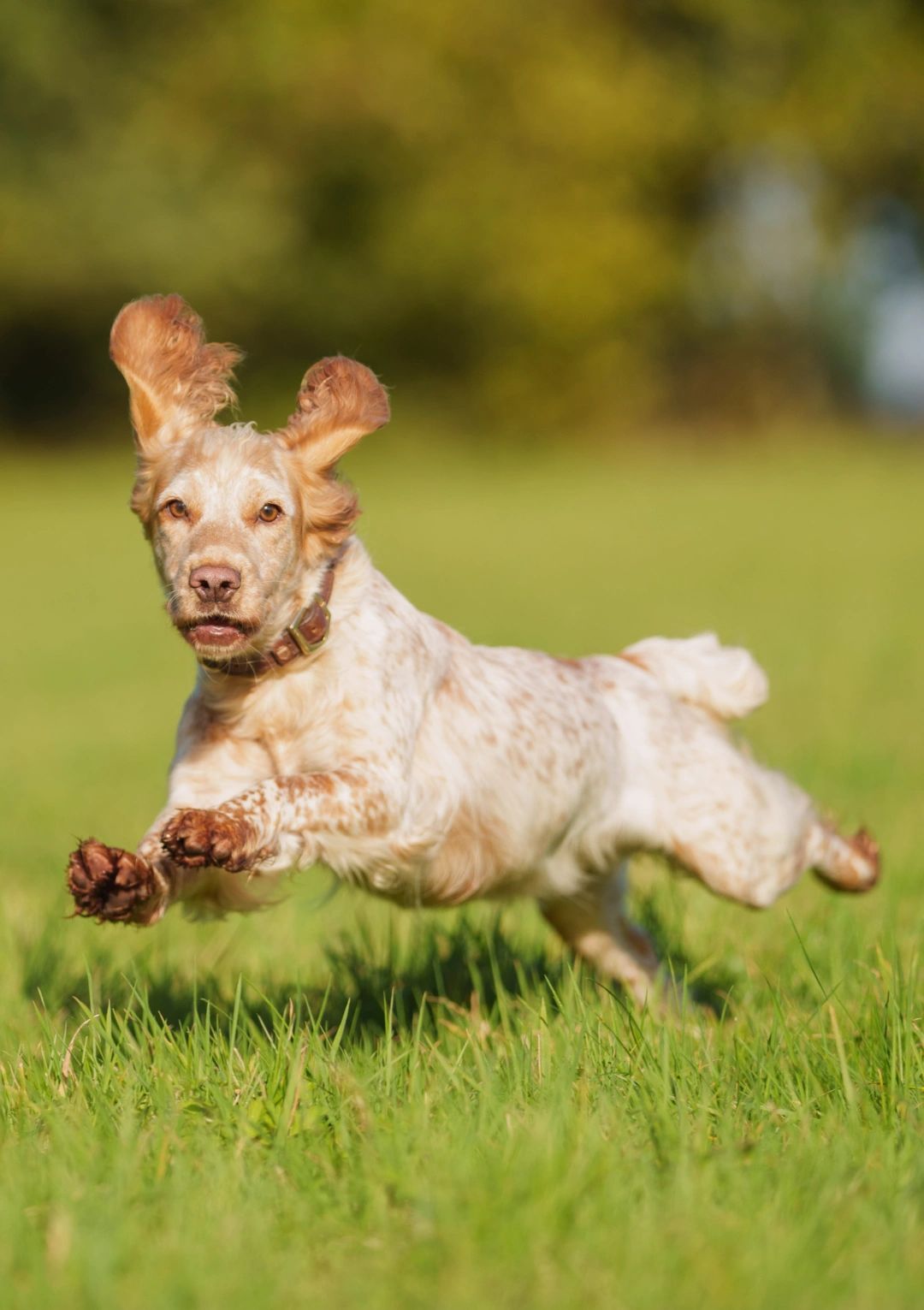 Fern & Fireside Dog Training