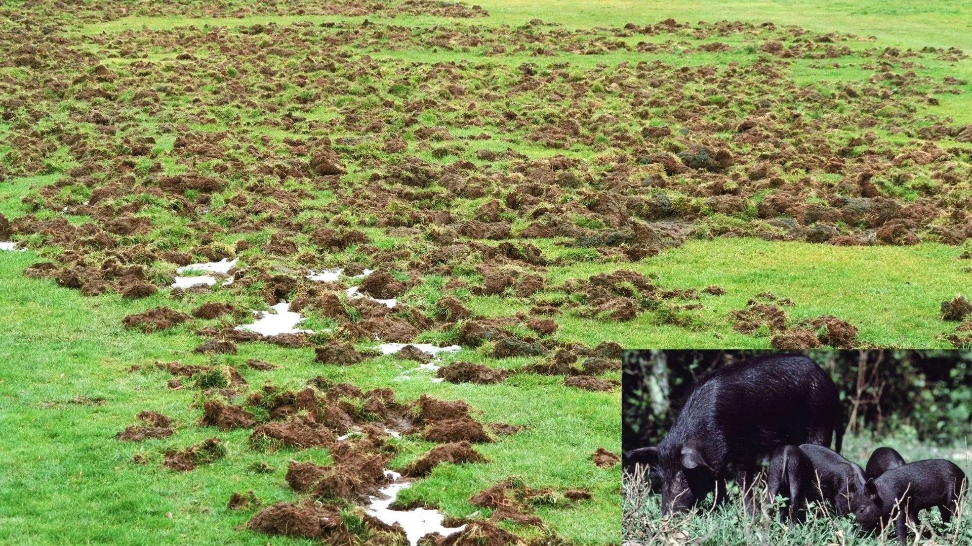 Navigating Feral Animal Management & Conservation in Australia