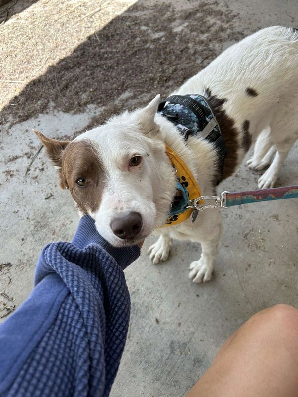 Find Your Perfect Companion at Buddy's Fosters - Dog Shelter