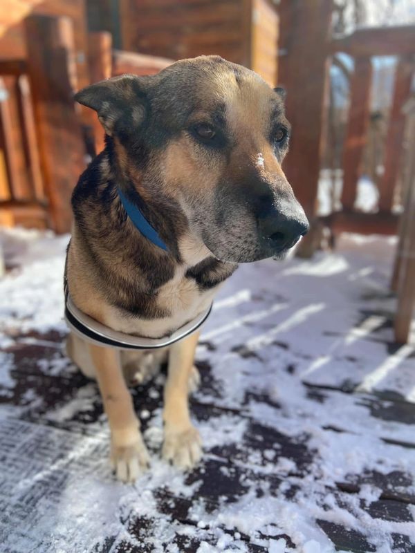 Find Your Perfect Companion at Buddy's Fosters - Dog Shelter