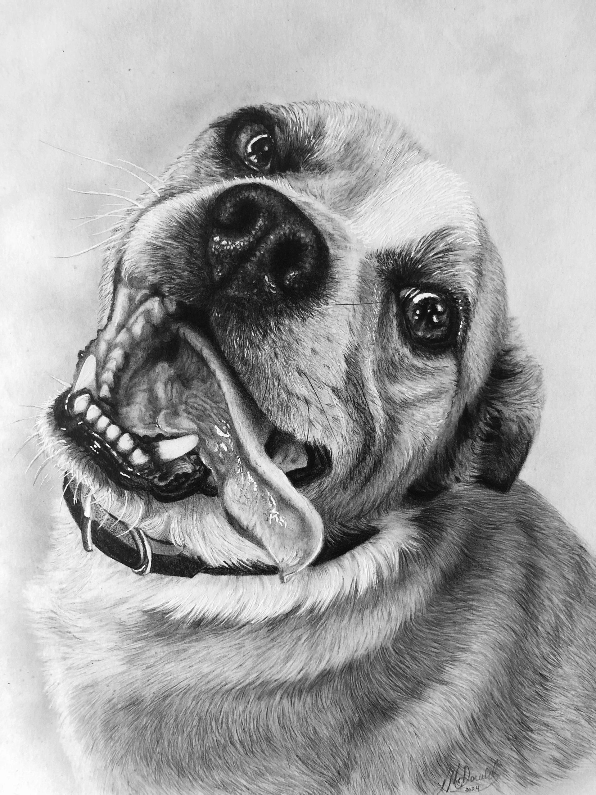 Pet Commission Gallery