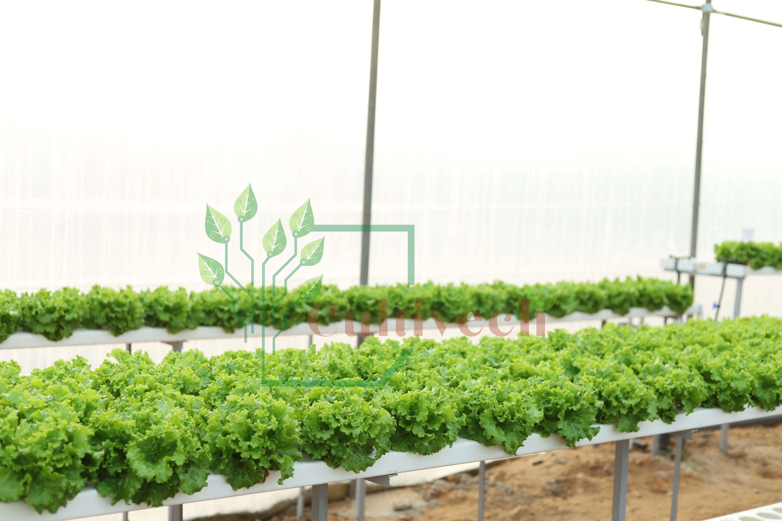 Hydroponic Growing: Boost Your Crop Yield with Our Innovative ...