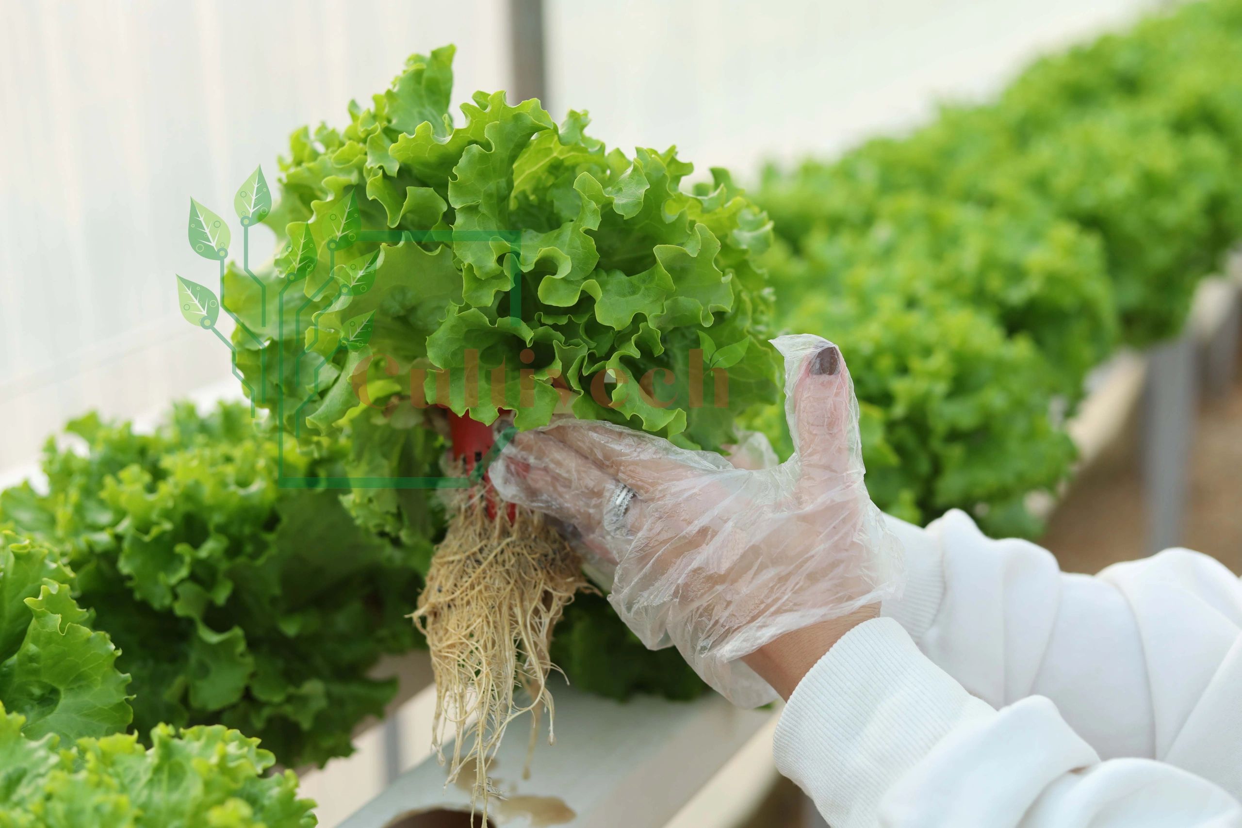 Hydroponic Growing: Boost Your Crop Yield with Our Innovative ...