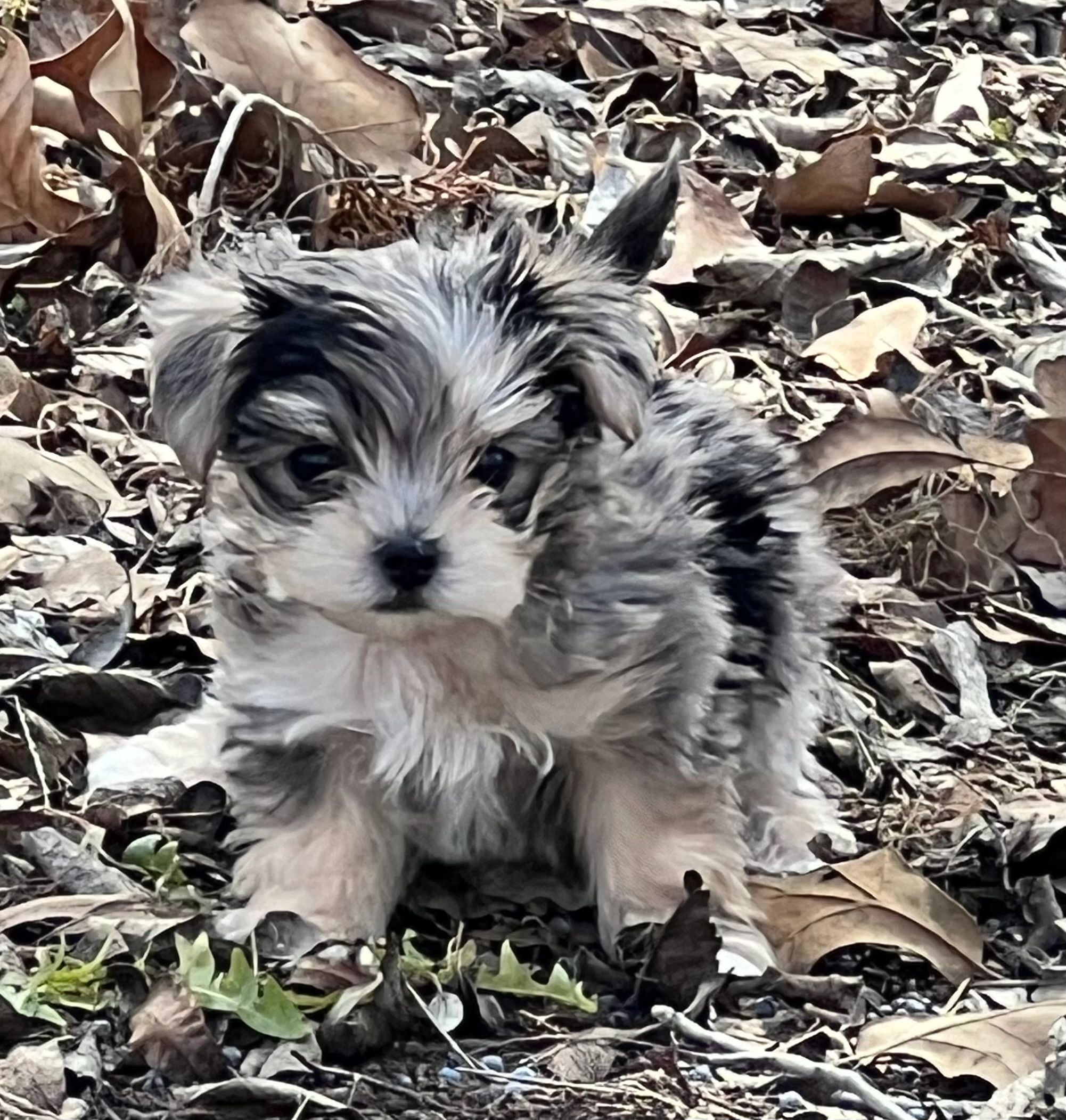 Available "Tiny Paw" Pups