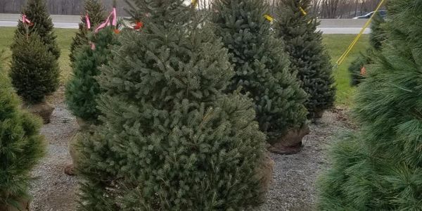 ProGreen Garden Center