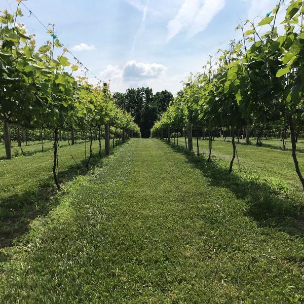 Painted Fox Winery - Winery, Wine, Vineyards