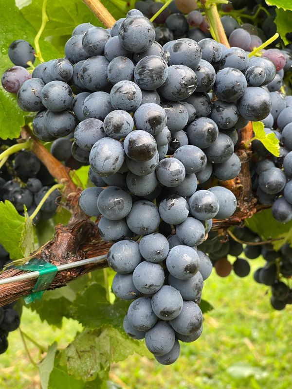 Painted Fox Winery - Winery, Wine, Vineyards