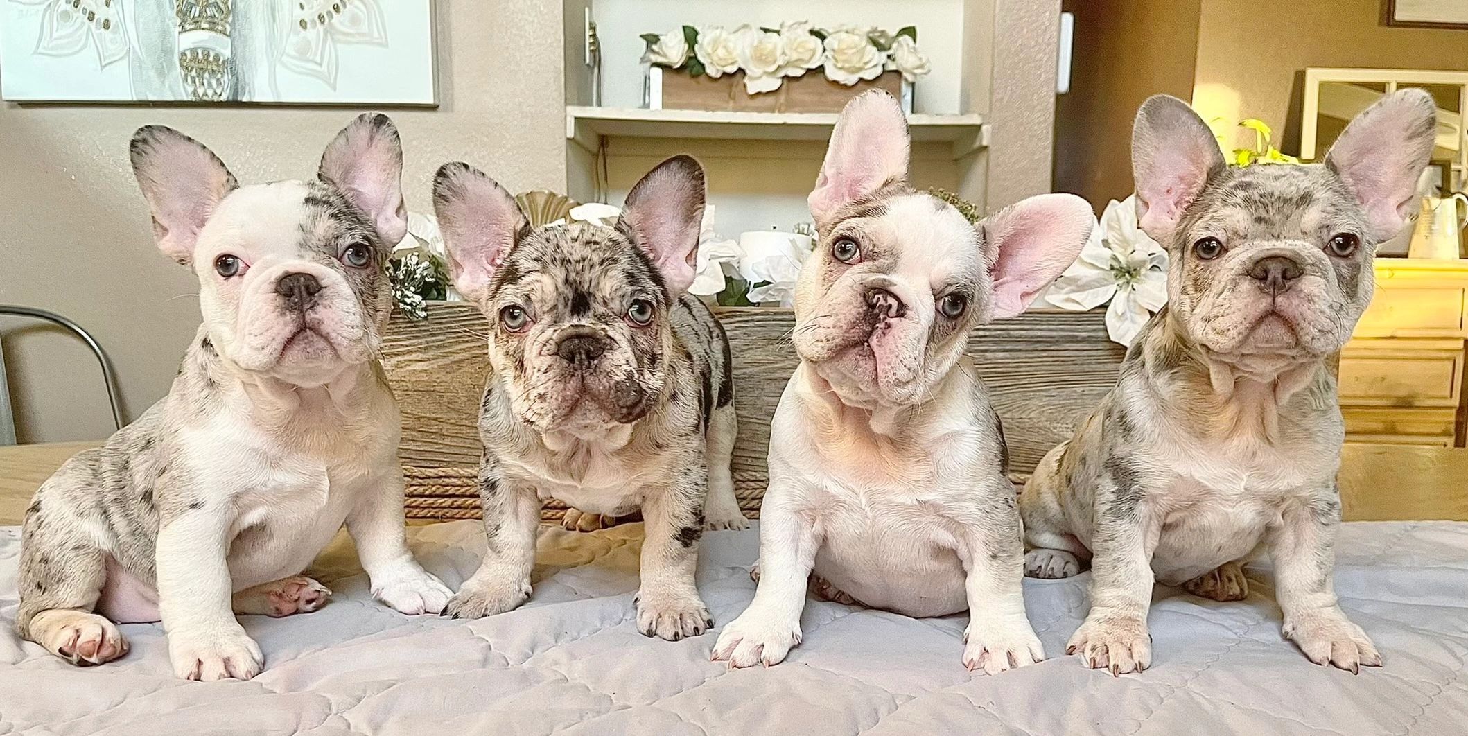 Blissful Frenchies