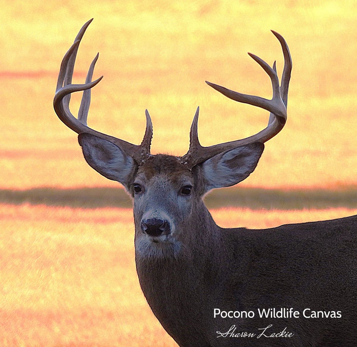 Really Big Buck 16"x12" with 3/4" frame