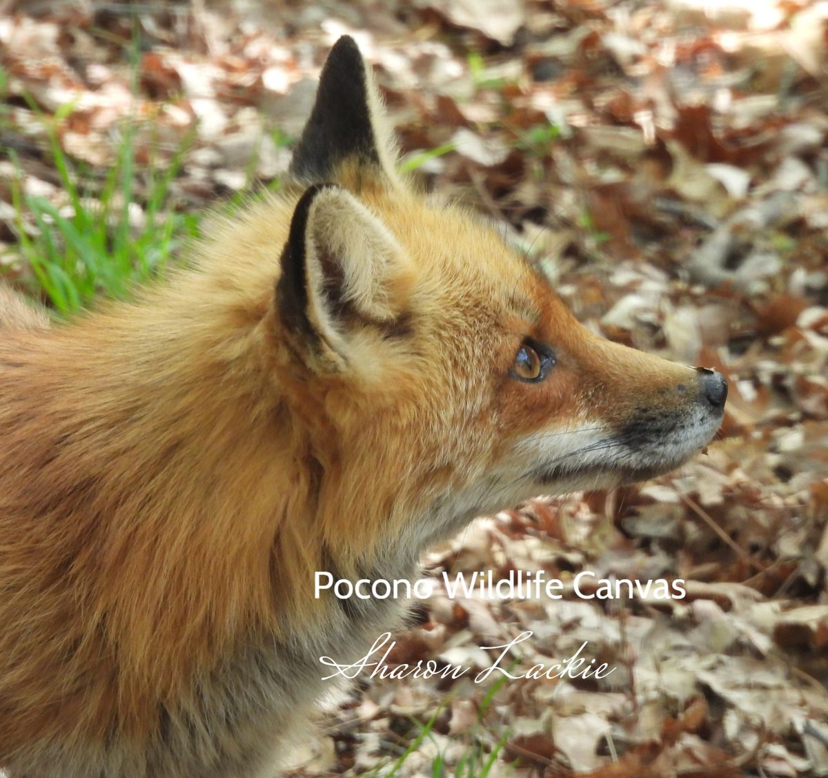 Side Fox 12"x16" with 1.5" frame