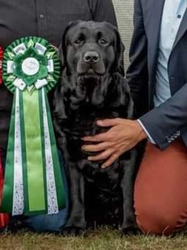 Available Puppies - Prince Labradors