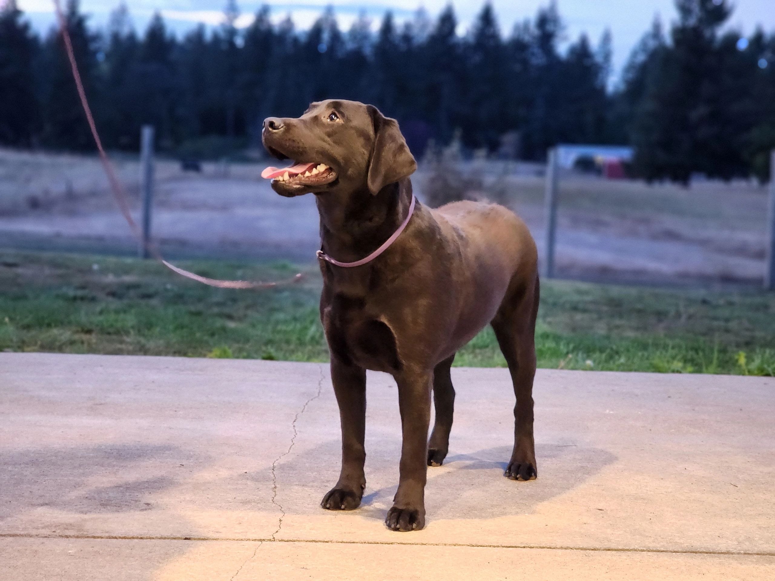 American Chocolate Lab