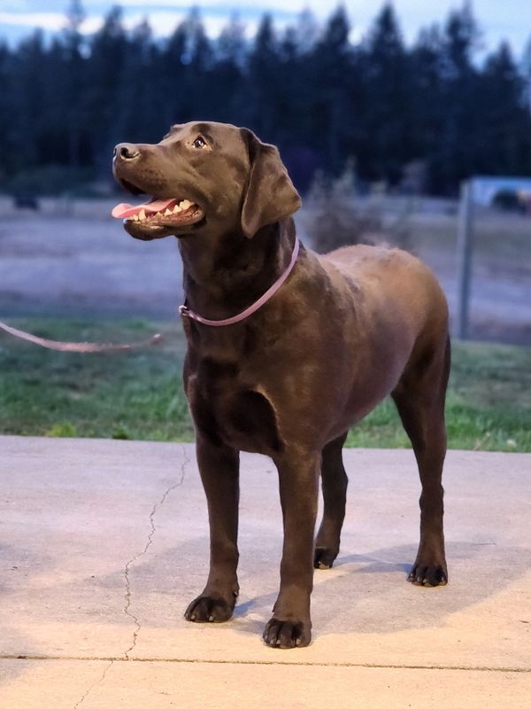 Prince Labradors - Hunting Partner, Available Labrador, Companion