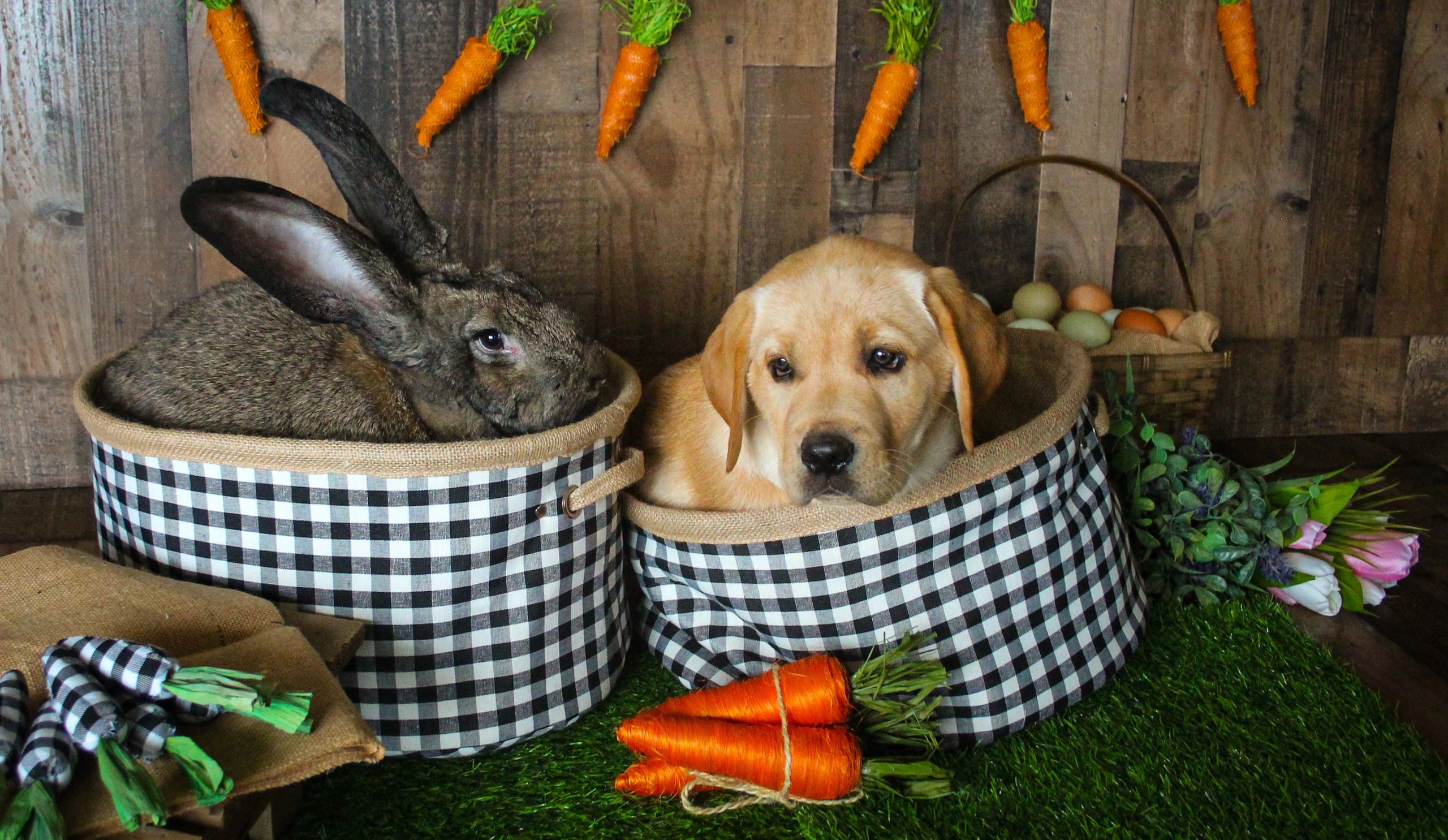 Are Labrador Retrievers Smart