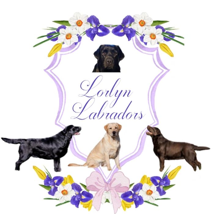 Lorlyn Labradors