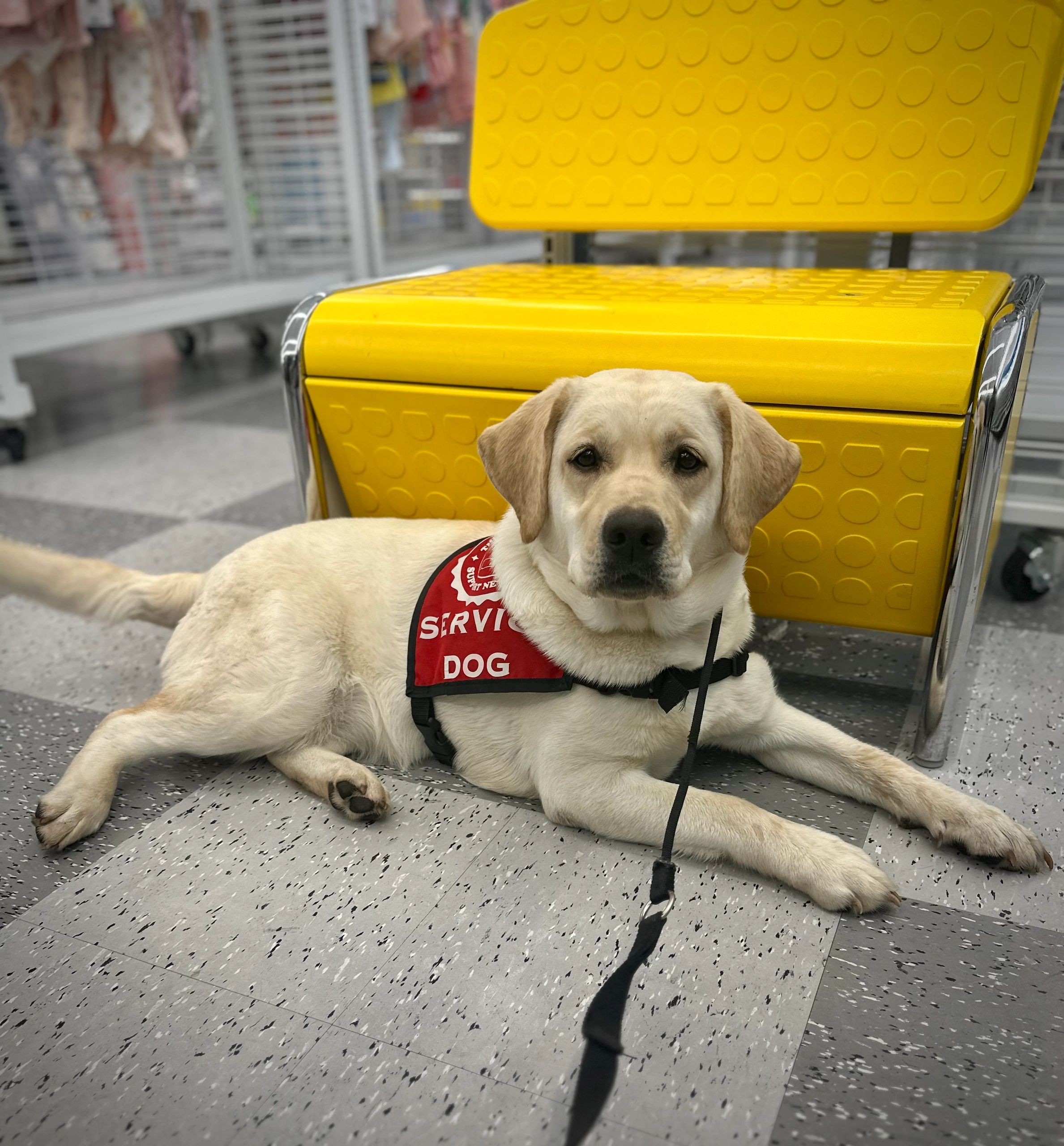 The Service Dog Support Network