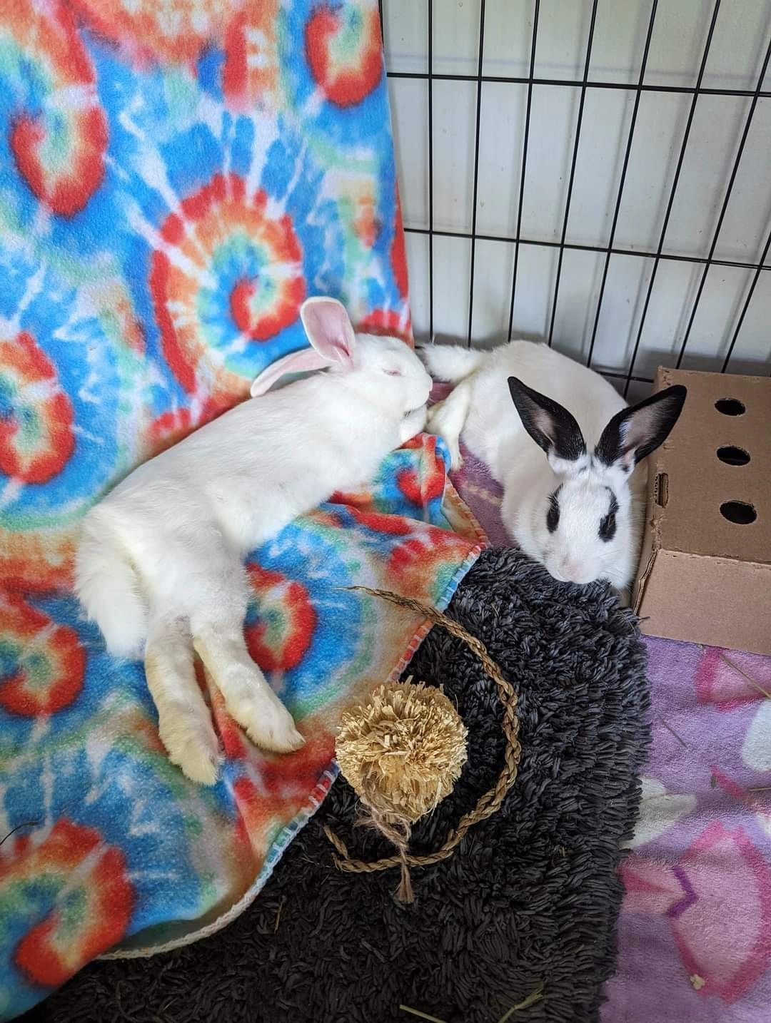 Adoptable Bunnies