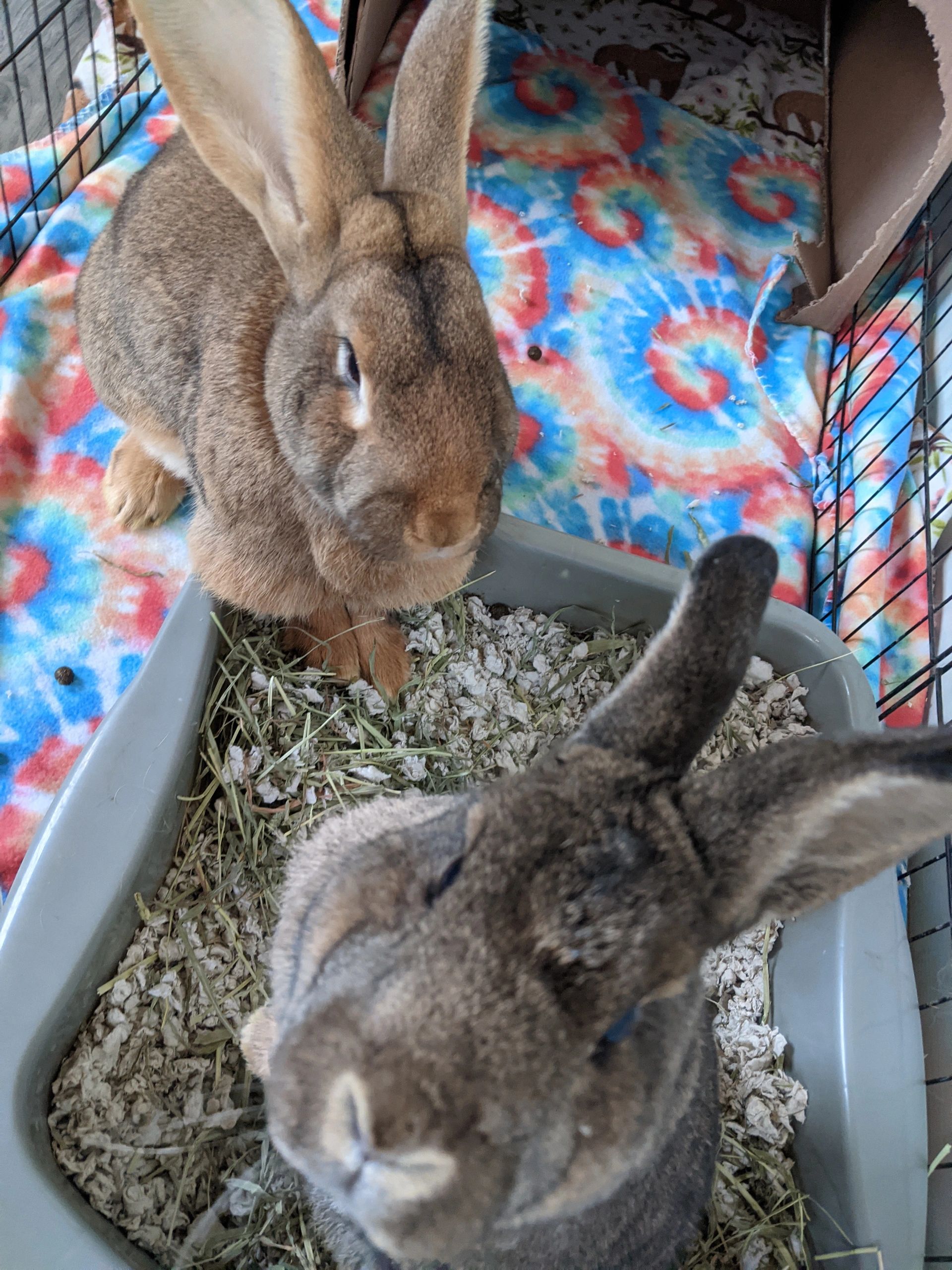 Adoptable Bunnies